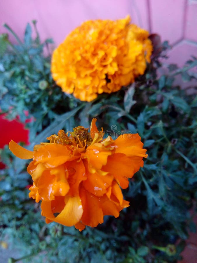 Merry gold stock image. Image of merry, looking, flower - 176519475