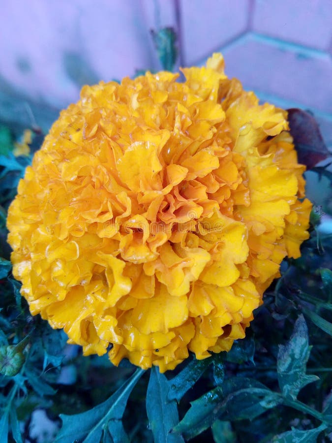 Merrygold stock image. Image of merrygold, pritty, beautiful - 176409143