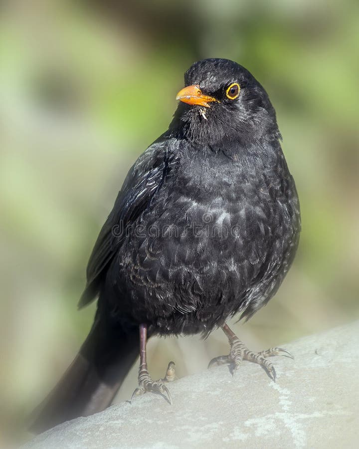 Merlo Comune Del Maschio In Giardino BRITANNICO Immagine Stock ...