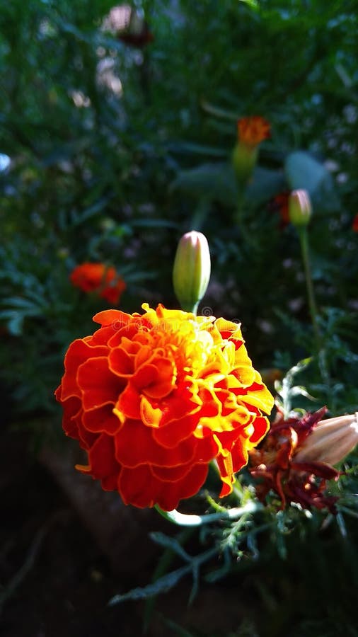 Merygold in the Gardan India Village Stock Image - Image of light ...