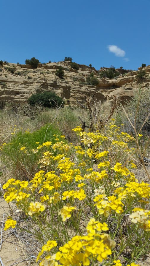 Yellow Mesa Blanket stock image. Image of foliage, mesa - 95208919