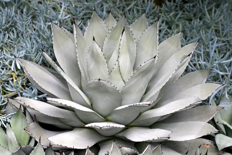 Mescal stock photo. Image of sharp, agave, desert, symmetric - 16149024