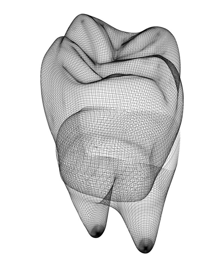 Mesh model of tooth stock illustration. Illustration of computer ...