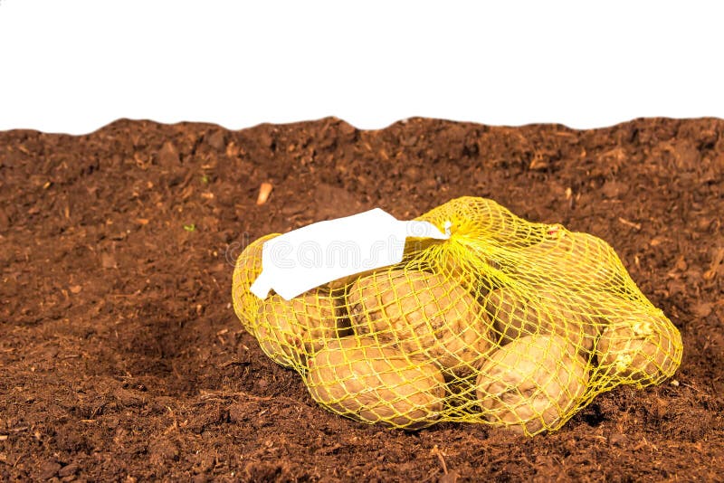 Mesh Potatoes with a White Tag Stock Image - Image of dirty, field ...