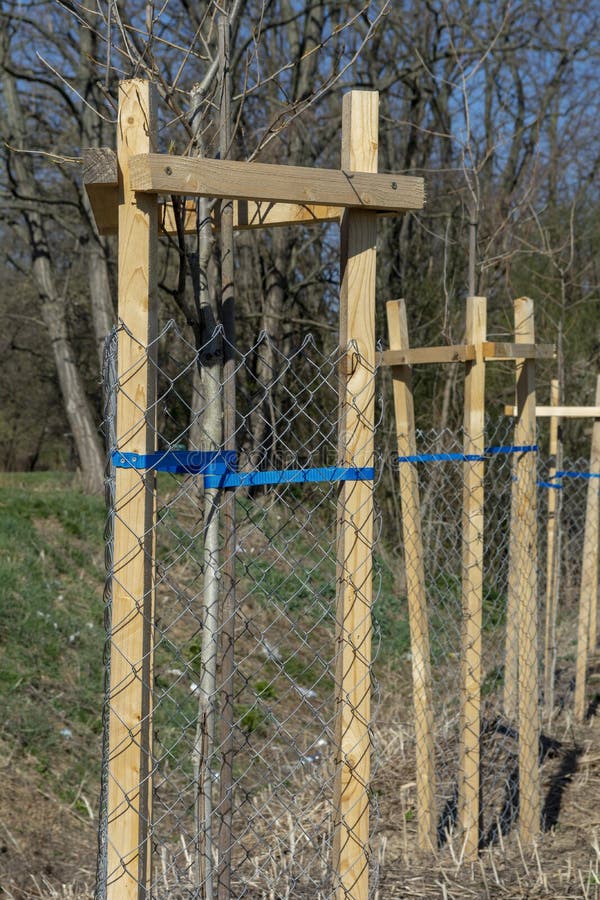 Mesh Tree Guard Protecting Young Tree from Wildlife Damage. Seedling or ...