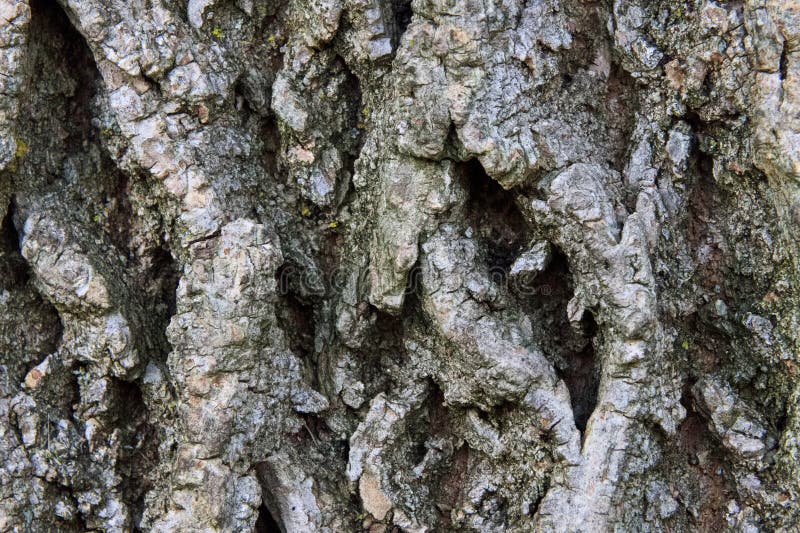 Incredible Texture Ash Tree Bark Macro Stock Photo - Image of rough ...