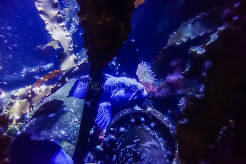 Mesmerizing Blue Creatures: a Spooky Aquarium Display at Sealife ...