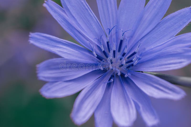 A Mesmerizing Blue-violet Flower Stock Photo - Image of isolated ...