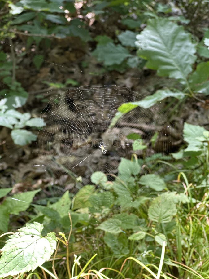 Forest Spider on Delicate Web Stock Image - Image of macro, reptile ...