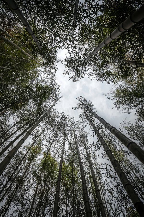 Mesmerizing Frontal Perspective of Towering Bamboo Trees Underneath the ...