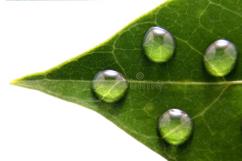 Natures Leaf Drop stock image. Image of dream, magnified - 88827255