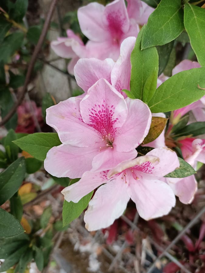 Mesmerizing Pink Red-dotted Flower Stock Image - Image of produce, pink ...