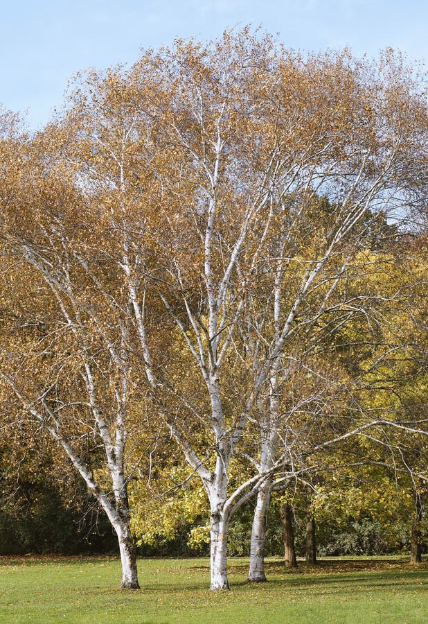 Mesmerizing Scenery of the Beautiful Birch Trees in the Park at Daytime ...