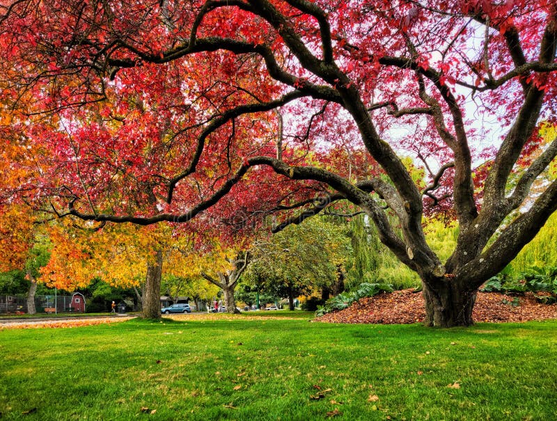 Mesmerizing Scenery of a Colorful Public Park Stock Image - Image of ...