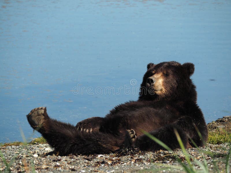 Mesmerizing Shot of an Adorable Brown Bear Lying on the Ground Stock ...