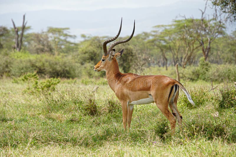 Mesmerizing Shot of Antelope on the Green Grass Stock Image - Image of ...