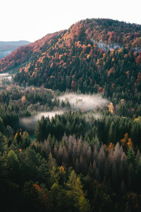 Mesmerizing Shot of a Beautiful Dense Forest Stock Image - Image of ...