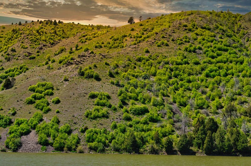 Mesmerizing Shot of a Beautiful Dense Forest Under a Cloudy Sky Stock ...