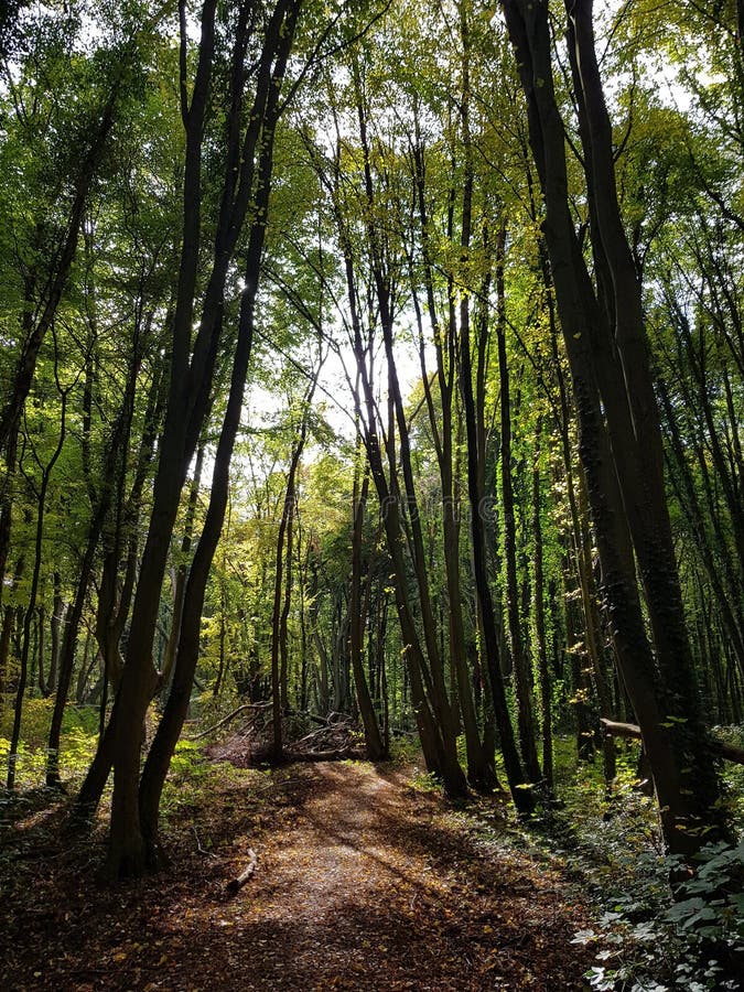 Mesmerizing Shot of the Beautiful Tall Trees in the Forest Under the ...