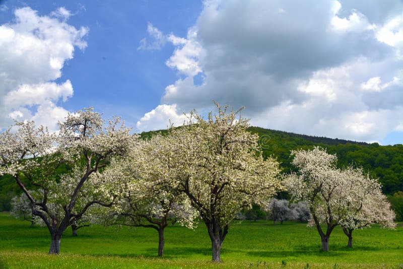 Mesmerizing Shot of Beautiful White Trees in a Forest Under a Cloudy ...
