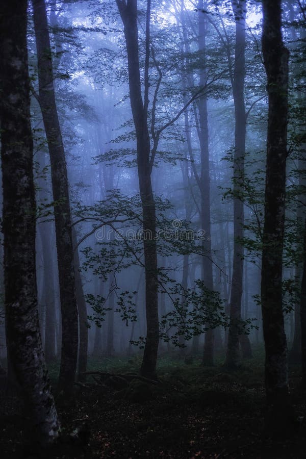 Mesmerizing Shot of a Dark Gloomy Forest in Blue Evening Light Stock ...