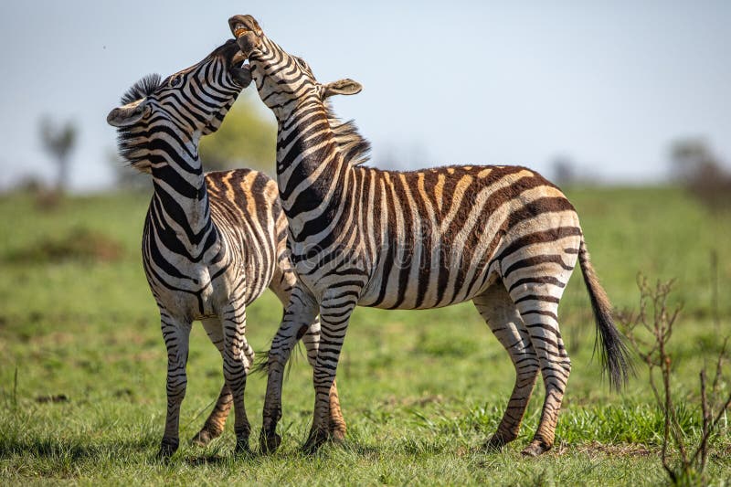 Mesmerizing Shot of the Group of the Zebras on the Field with Green ...