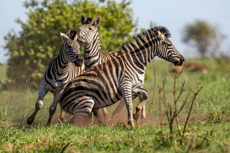 Mesmerizing Shot of the Group of the Zebras on the Field with Green ...
