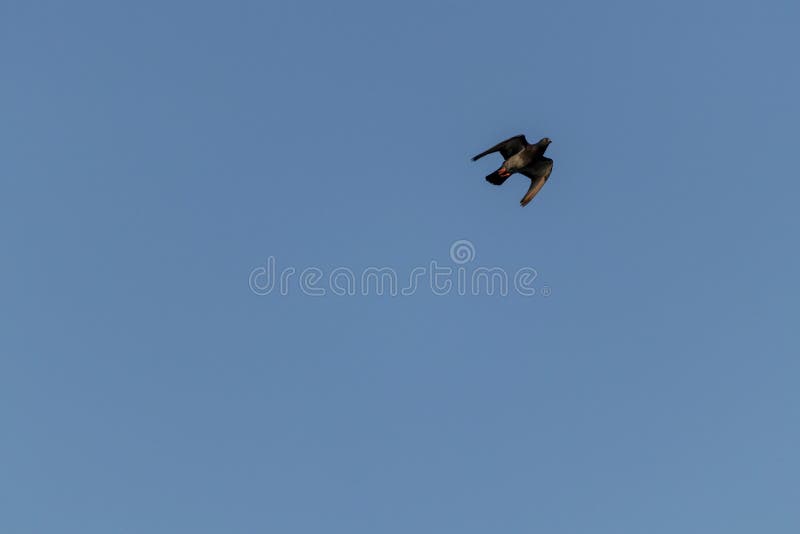 Mesmerizing Shot of a Hawk Soaring Up High in the Clear Sky Stock Photo ...