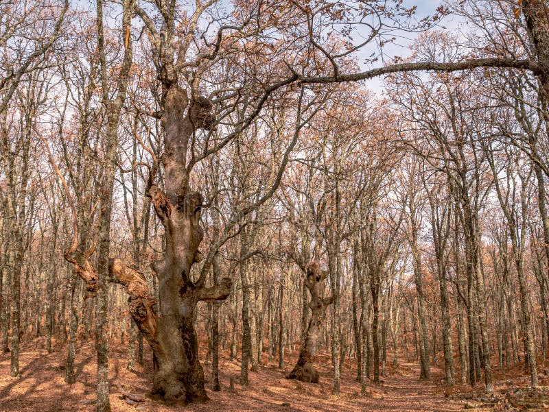 Mesmerizing Shot of a Lot of Trees Growing in the Forest in Equal Rows ...