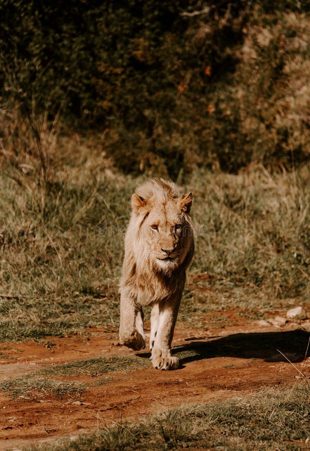 Mesmerizing Shot of a Powerful Lion Standing on the Grass and Looking ...