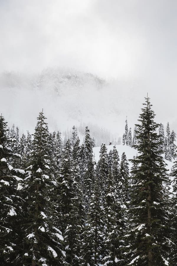 Mesmerizing Shot of the Thick Forests Covered with Snow in Washington ...