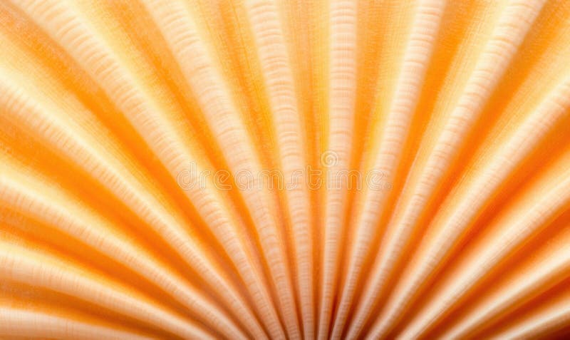 The Mesmerizing Texture of an Orange Seashell is Captured in a Close-up ...