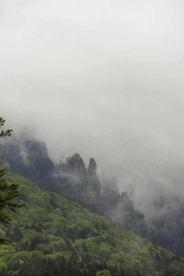 Mesmerizing Vertical View of a Green Forest on the Hillside Covered ...