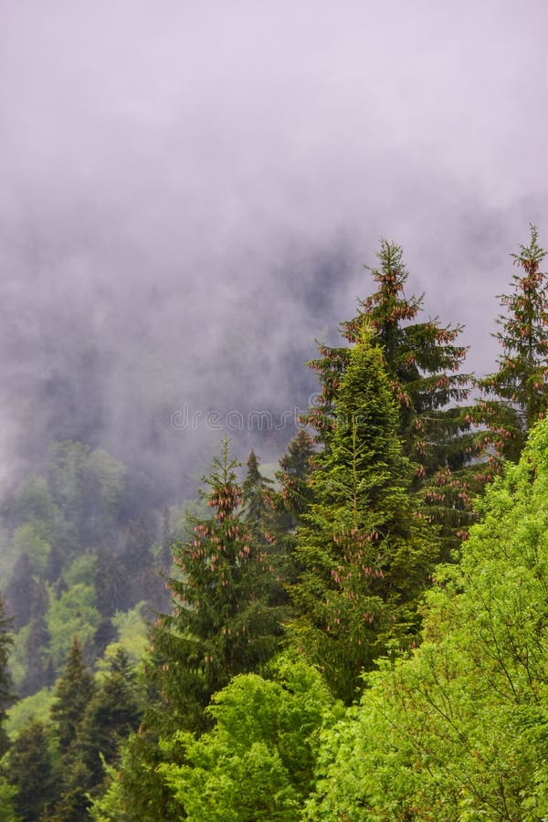 Mesmerizing Vertical View of a Green Forest on the Hillside Covered ...