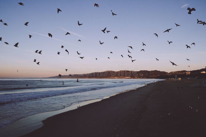 Mesmerizing View of a Beach with Birds Flying Over it Stock Photo ...