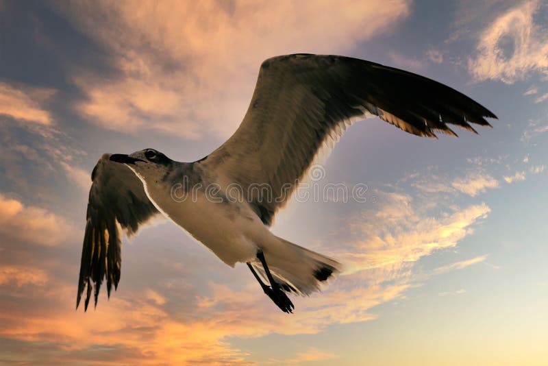 Mesmerizing View of a Beautiful Seagull in Flight Under a Blue Sky ...