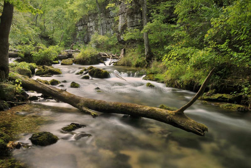 Mesmerizing View of a Branch in the Greer Spring in the Ozark Region of ...