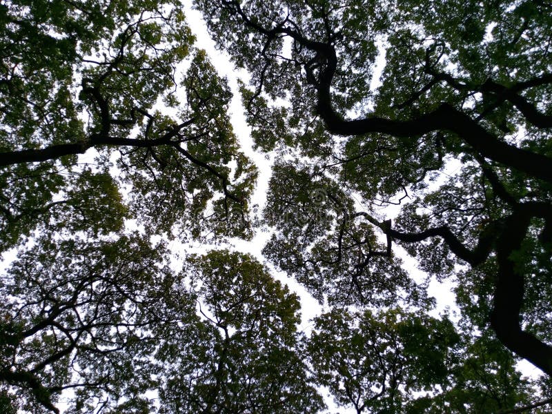 X22 White Oak Stock Photos - Free & Royalty-Free Stock Photos from ...