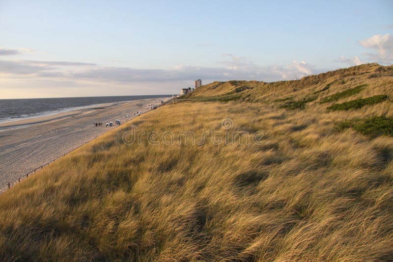 View through Dune Grass To the Ocean in Portrait Stock Image - Image of ...