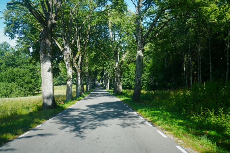 Scenic and Hazardous Journey: Endless Asphalt Road Lined with Parallel ...