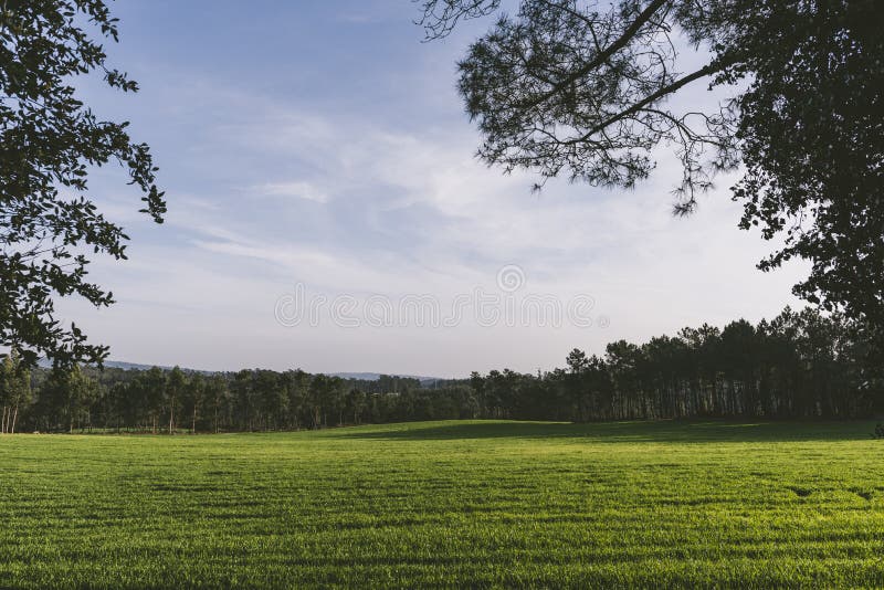 Mesmerizing View of the Green Fields Full of Trees Under the Blue Sky ...