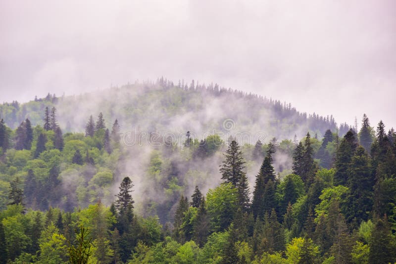 Mesmerizing View of a Green Forest on the Hillside Covered with the ...