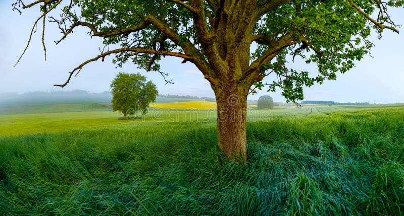 Mesmerizing View of a Green Landscape with Trees Under a Beautiful ...