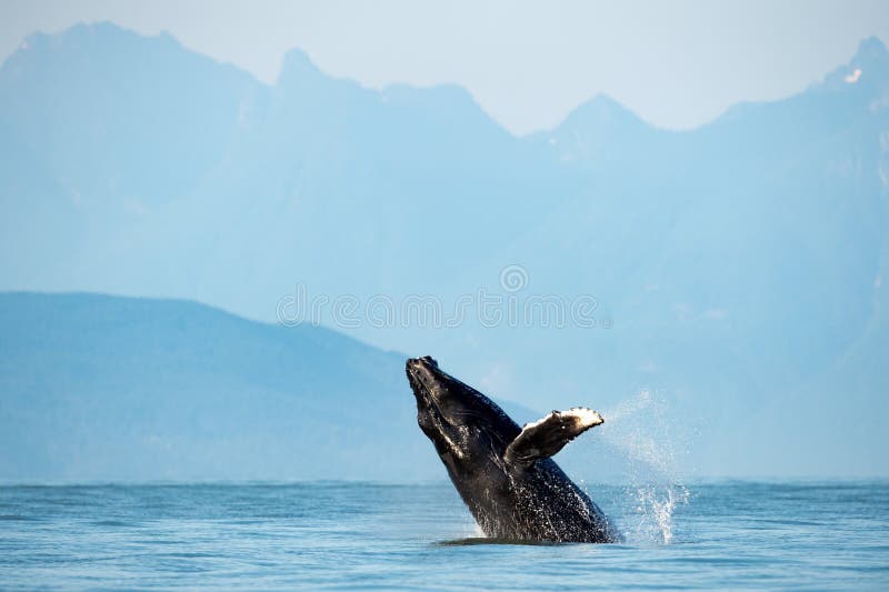 Mesmerizing View of Humpback Whale Breach Jumping in the Air Stock ...