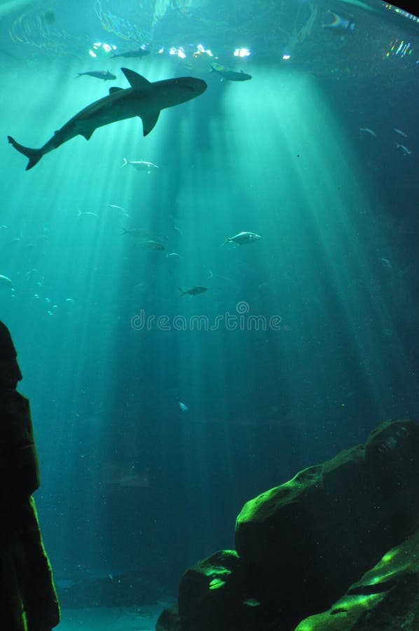 Mysterious Depths Underwater Coral Reef Ethereal Light Stock Photos ...