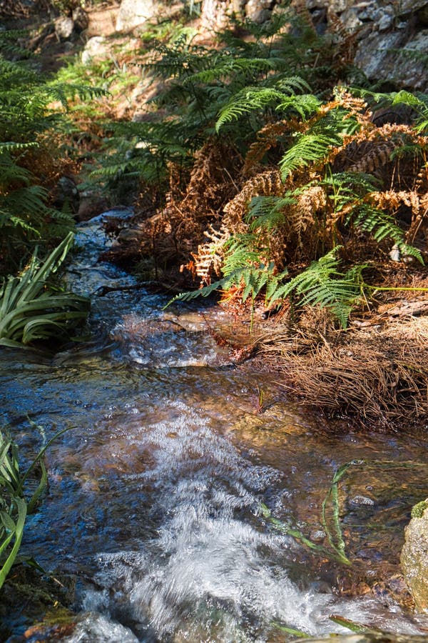 Mesmerizing View of a Stream of Water Flowing between the Rocks Stock ...