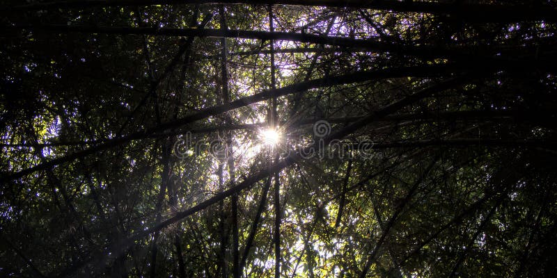 Radiant Sunbeams through an Irregular Man-made Bamboo Forest Canopy ...