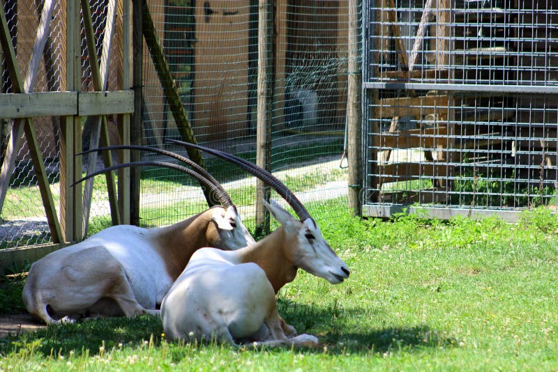 Mesmerizing View of Two Antelopes in a Zoo at Daytime Stock Photo ...