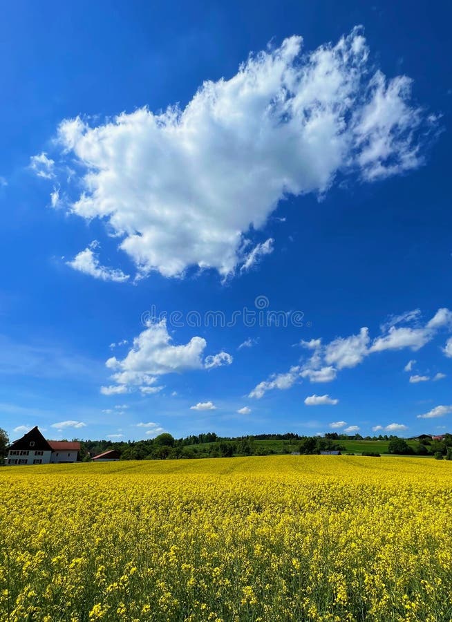 Mesmerizing Yellow Coneflower Field with a Calm Sky, Vertical Stock ...