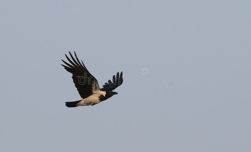 Mesopotamian Crow, Corvus (cornix) Capellanus Stock Image - Image of ...